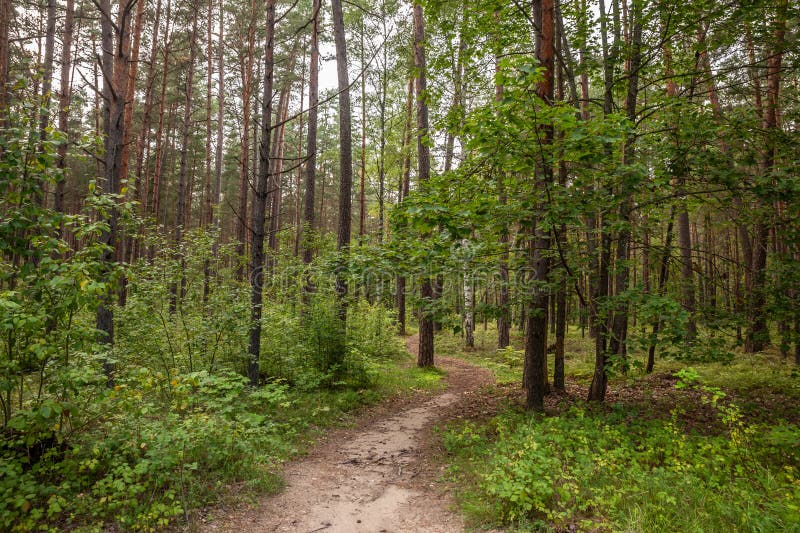 A Narrow Path Winding through a Dense Latvian Forest, Inviting ...