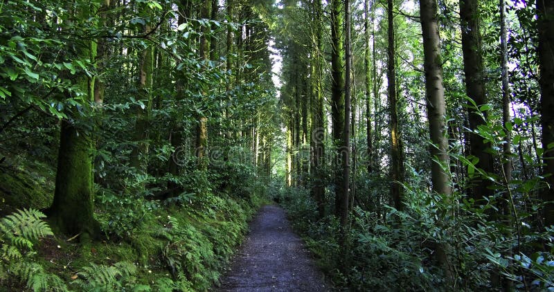 A Narrow Path Winds through a Dense, Green Forest with Tall Trees and ...