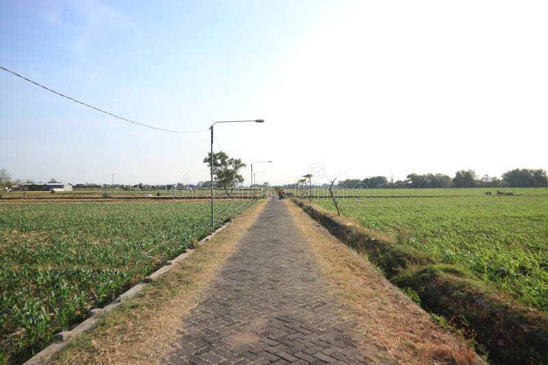 A Narrow Path Winds through Golden Rice Fields Under Sunny Skies. Stock Photo - Image of fields ...