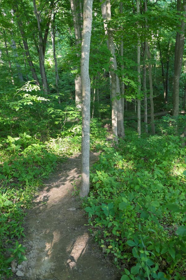 A narrow path in the woods stock image. Image of appalachia - 185900749