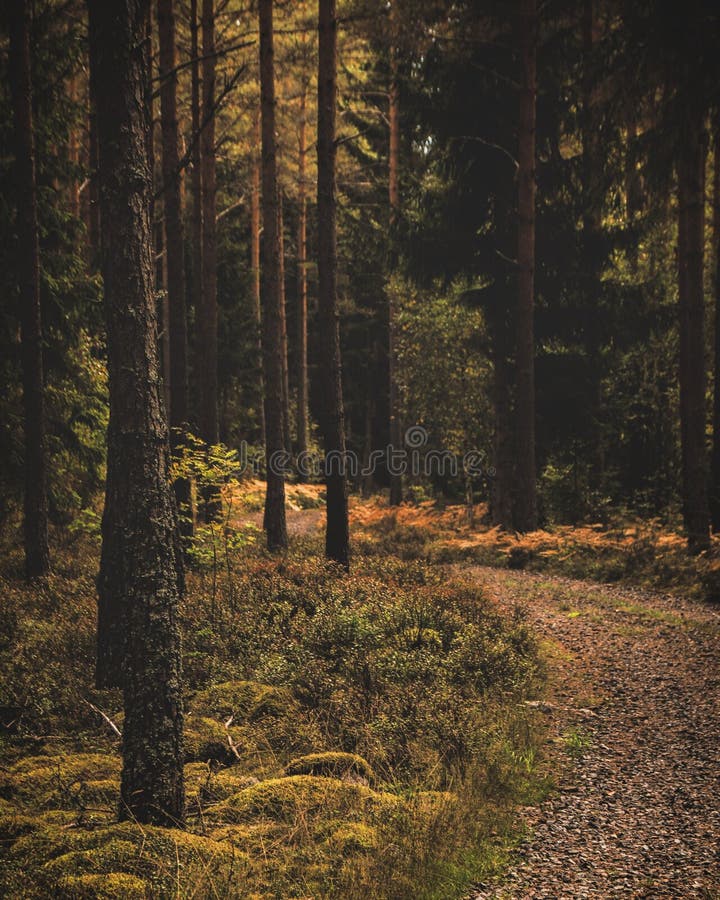 Narrow Pathway in a Dense Forest with Tall Trees during the Daytime ...
