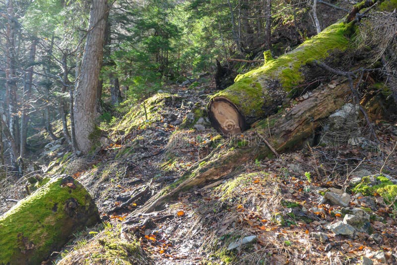 A Narrow Pathway through the Forest. There is a Fallen Tree Trunk ...