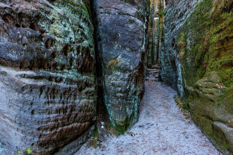 Mossy Trail Journey Enigmatic Forest Stock Photos - Free & Royalty-Free ...