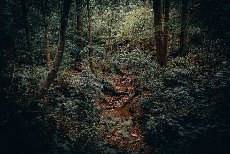 Narrow Pathway through the Mysterious Forest Stock Image - Image of ...