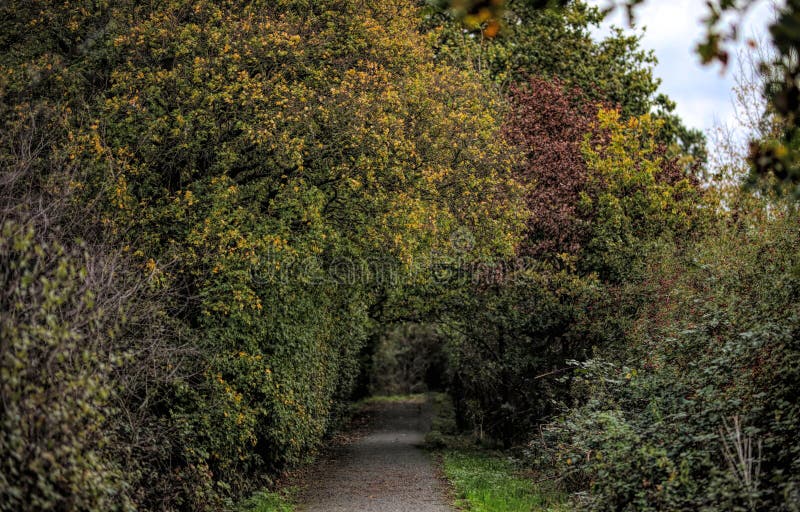 Narrow Pathway in a Park Covered in Yellowing Trees and Bushes in ...