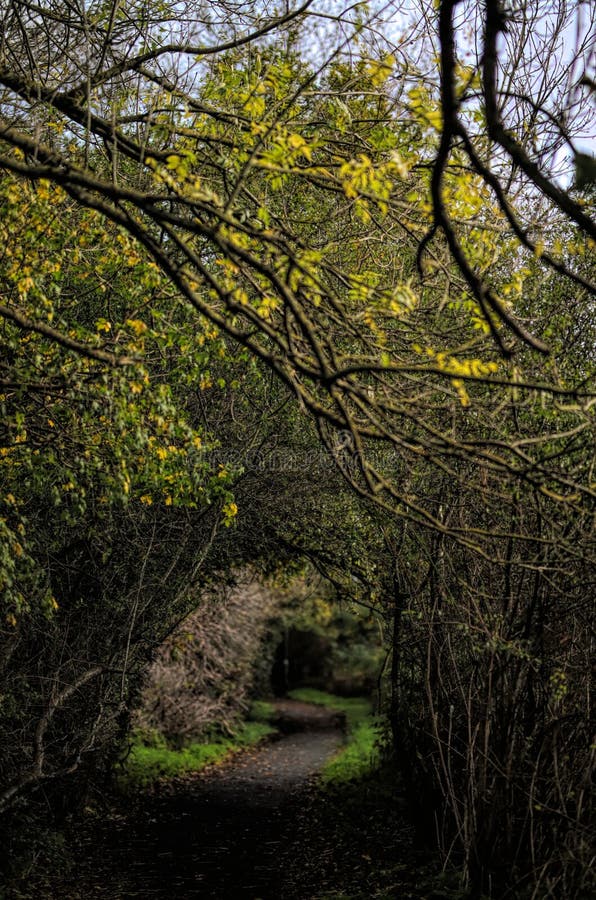 Narrow Pathway in a Park Covered in Yellowing Trees and Bushes in ...