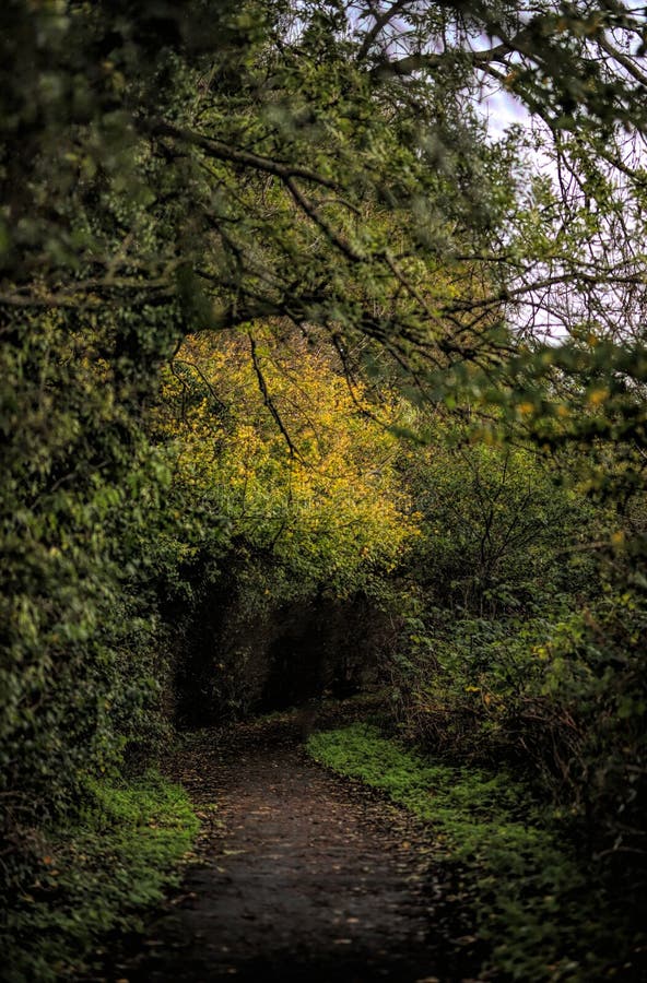 Narrow Pathway in a Park Covered in Yellowing Trees and Bushes in ...