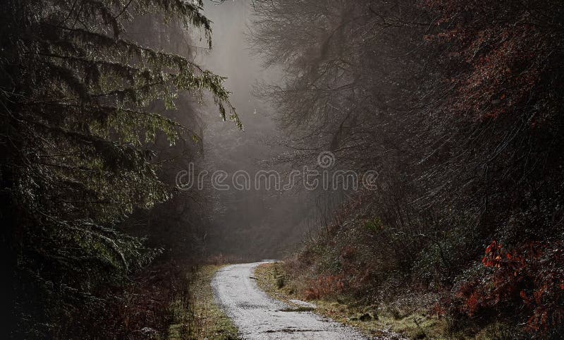 Narrow Pathway Surrounded by the Dense Forest on Rainy Weather during ...