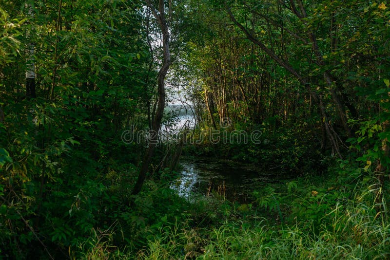 A narrow river channel stock image. Image of trees, walk - 334066903