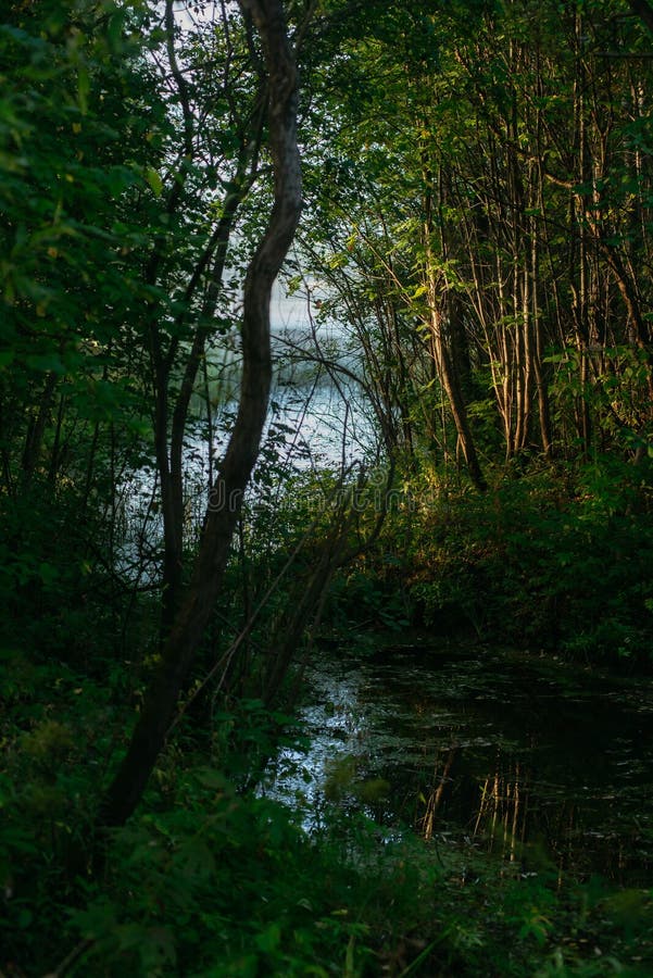 A narrow river channel stock photo. Image of morning - 334066910