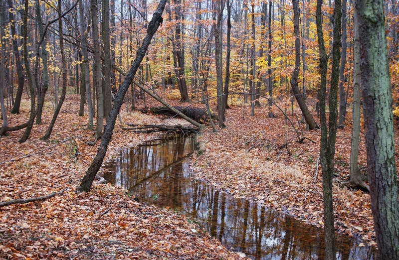 Narrow River in the Middle of a Forest with Fallen Autumn Leaves and ...
