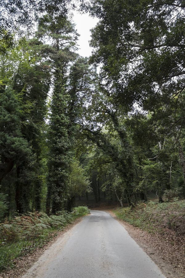 Narrow road between forest stock image. Image of forest - 210031859