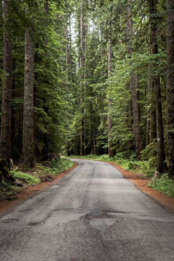 Narrow road in the forest stock photo. Image of curve - 269891486