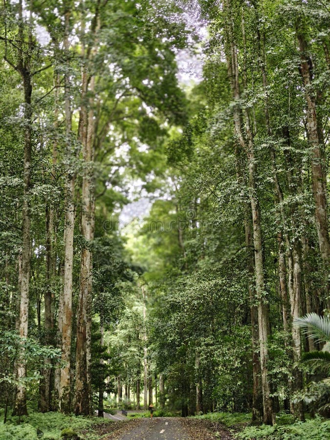 Narrow Road Winding through Green Forest Covered Mountains Stock Photo ...