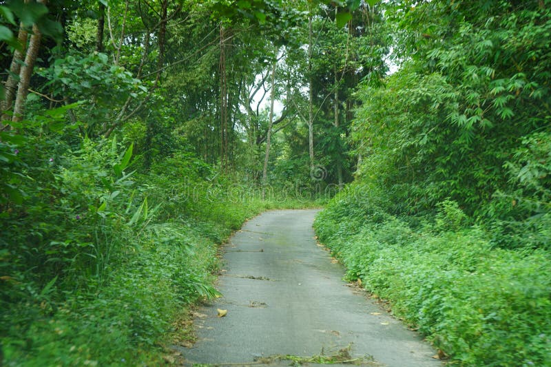 Narrow Road through Green Forest Towards Lungchok Stock Image - Image ...