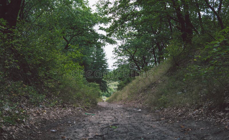 Narrow Road through Green Grove. Narrow Winding Path Going through ...