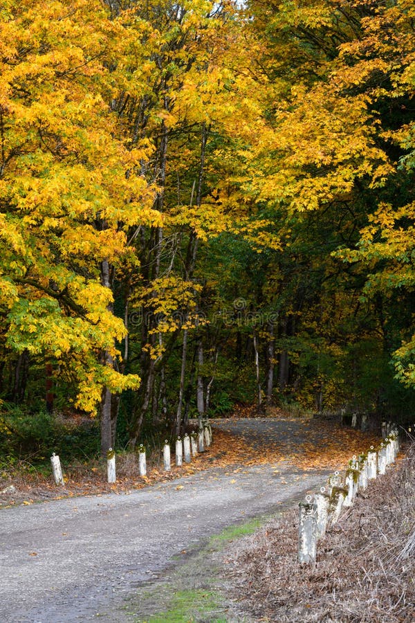 Narrow Road Passing Under Yellow Fall Trees Lined with White Posts ...