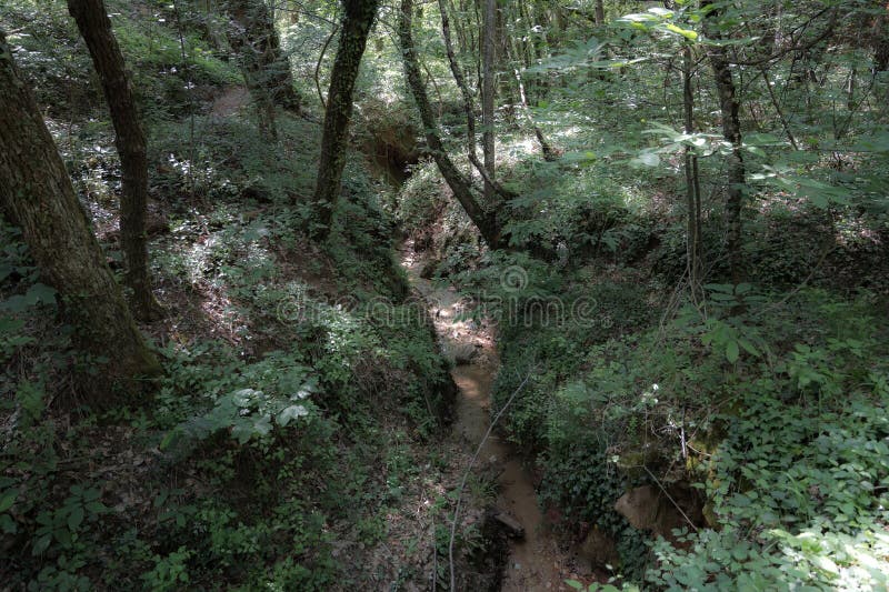 Narrow and Rough Pathway in the Forest Surrounded with Dense Trees ...