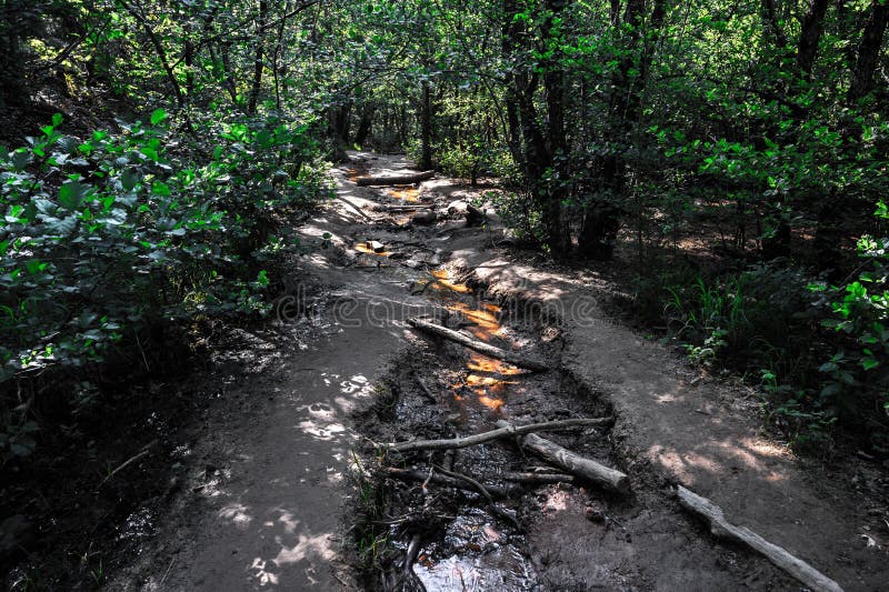Narrow and Rough Pathway in the Forest Surrounded with Dense Trees ...