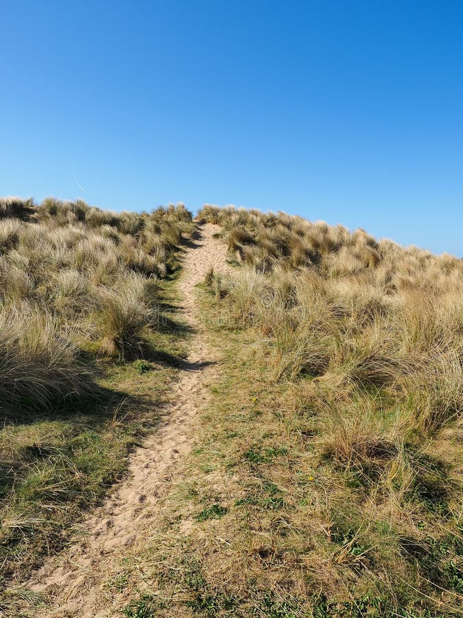 A Narrow Sandy Path through Tall Grassy Dunes Under a Clear Blue Sky ...