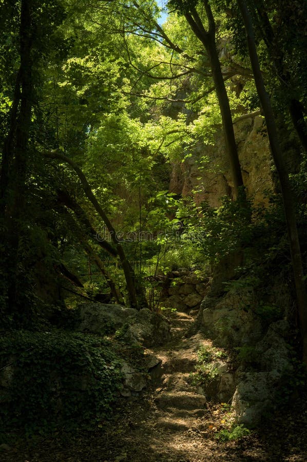 A Narrow, Shaded Forest Path Surrounded by Dense Green Foliage. Stock ...