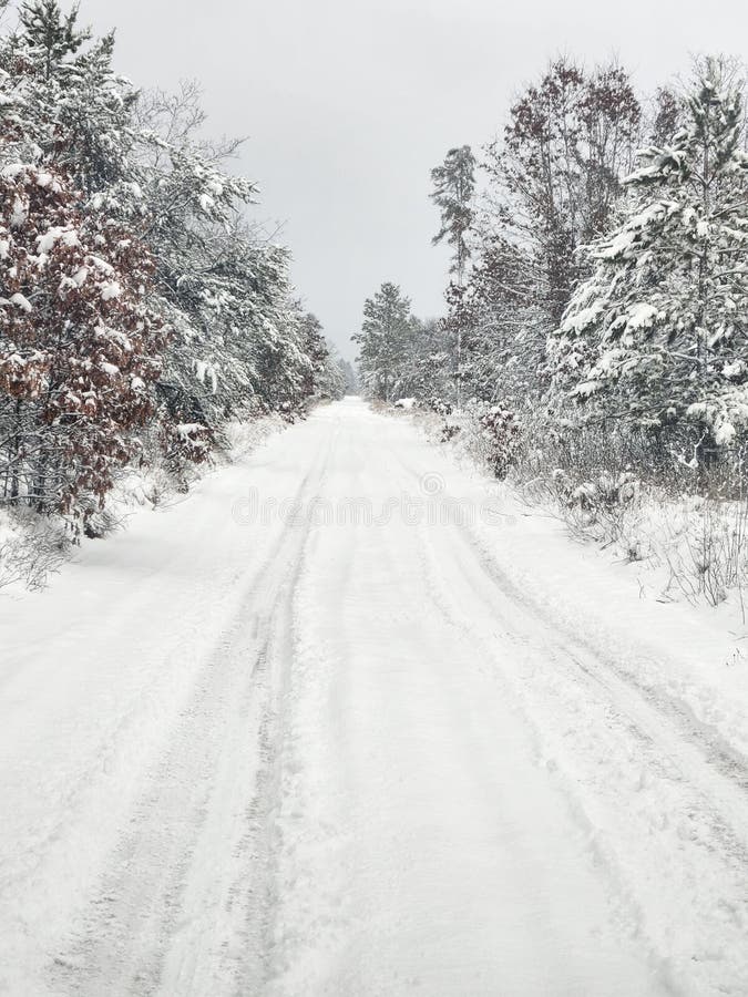Narrow snow trails stock photo. Image of winter, twig - 267103666