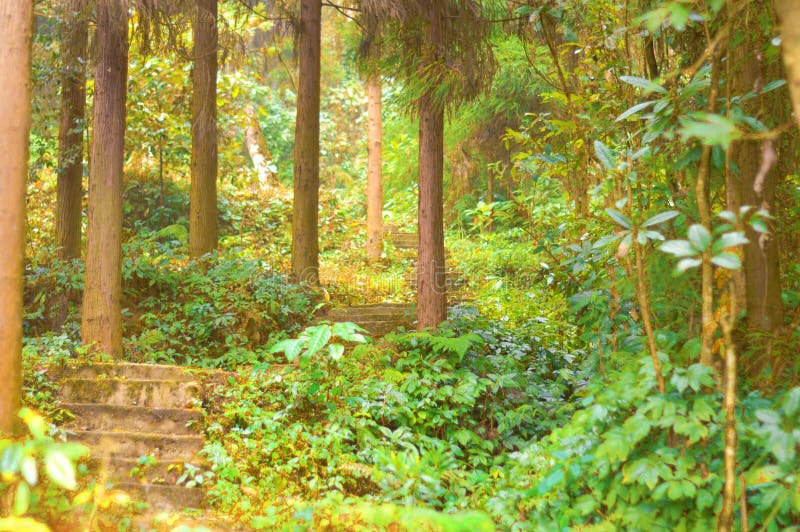 A Narrow Stone Foot Path through Dense Mountain Forest Going Uphill ...