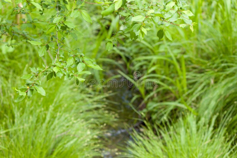 Narrow Stream Going through a Grass Field. Spring Summer Background ...