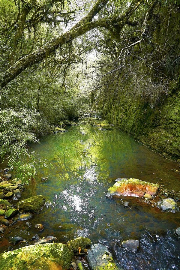 A Narrow Stream of Water Under Tree Canopies with Reflection of ...