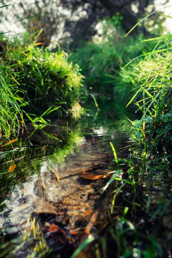Narrow Stream of Water in the Yard Stock Image - Image of nature ...