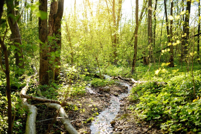 Narrow Stream Winding Throught the Dense Green Forest in Spring Stock ...