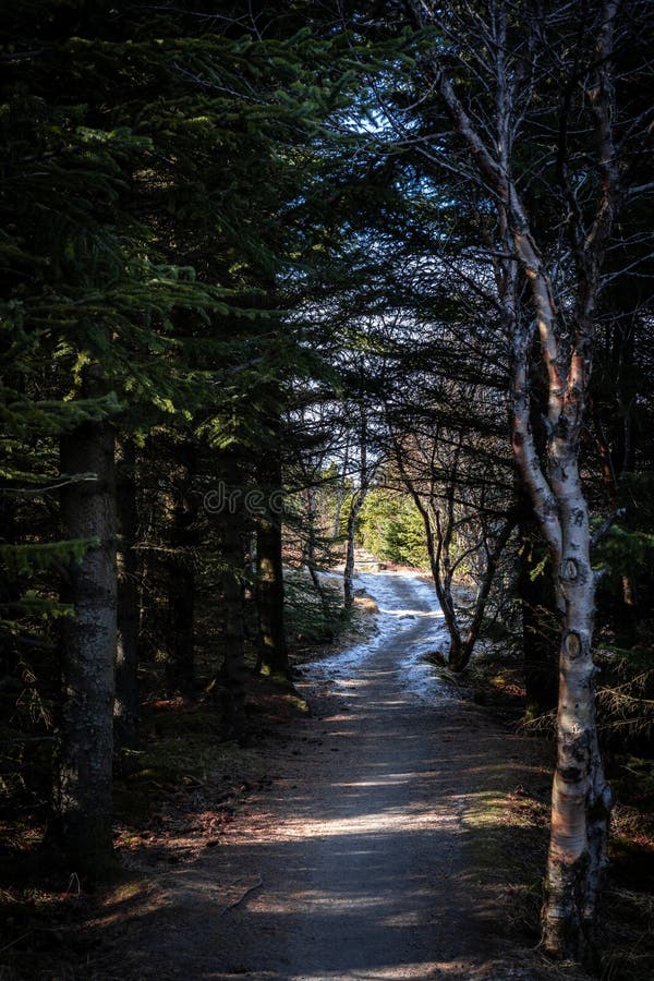 A Path in the Forest, Surrounded with Birch and Pine Trees. Stock Image ...