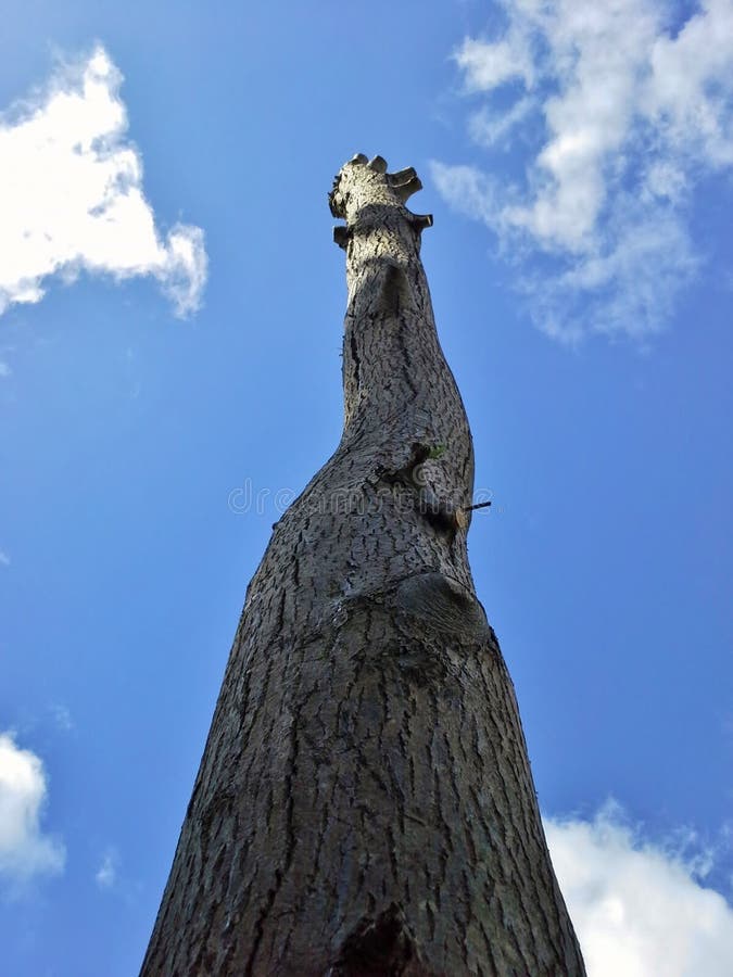 Sycamore trunk texture stock photo. Image of natural - 80395248