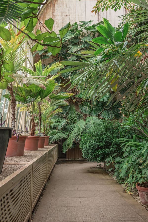 Narrow Tiled Path with Java Glory Bower and Green Plants in National ...