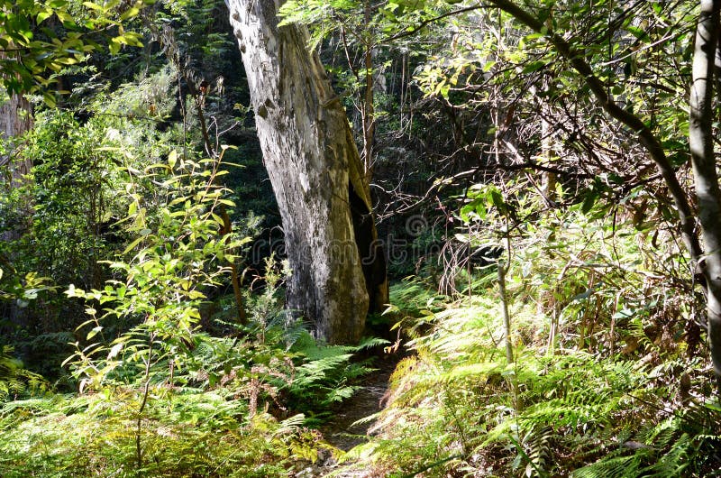 A Narrow Trail through the Forest Editorial Photography - Image of ...