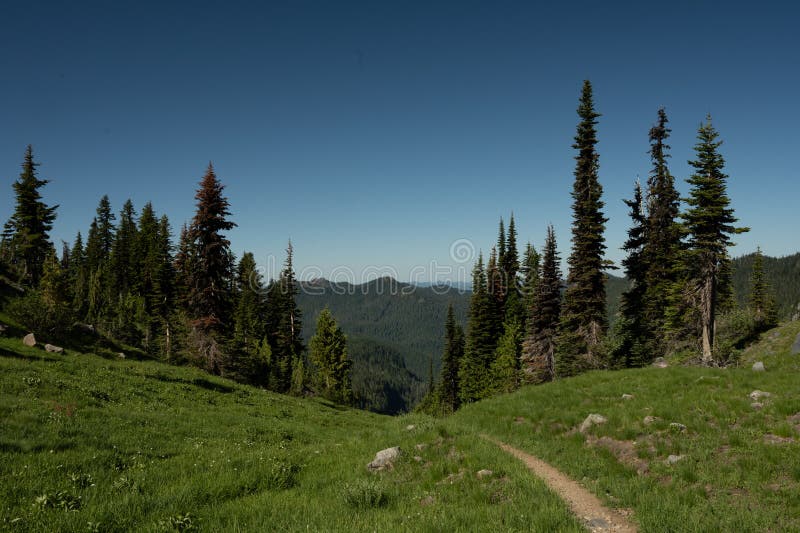 Narrow Trail through Meadow Drops Off into Pine Forest Below Stock ...