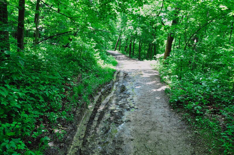 Narrow Trail in a Park Surrounded by Green Trees on a Sunny Day Stock ...