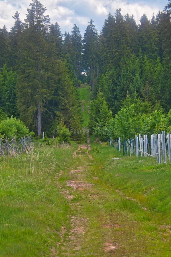 Narrow Trail through the Thuringian Forest, Germany, Vertical Stock ...