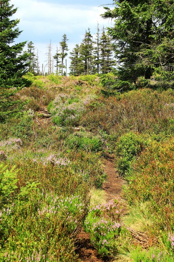 Narrow Trail Winding through Dense Heath Vegetation in Bog at the ...