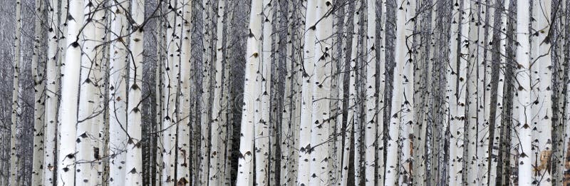 Narrow View of White Tree Trunks Lined Up Stock Image - Image of ...