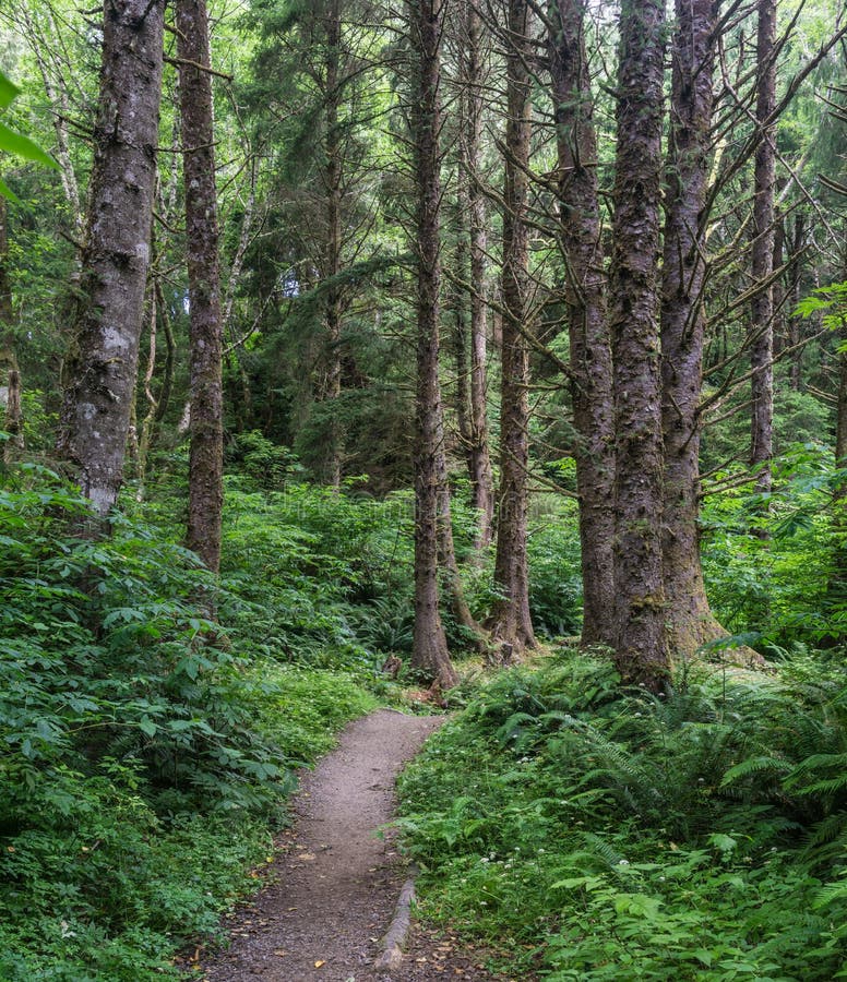 Narrow Rainforest Walking Trail Oregon Stock Photo - Image of walking ...