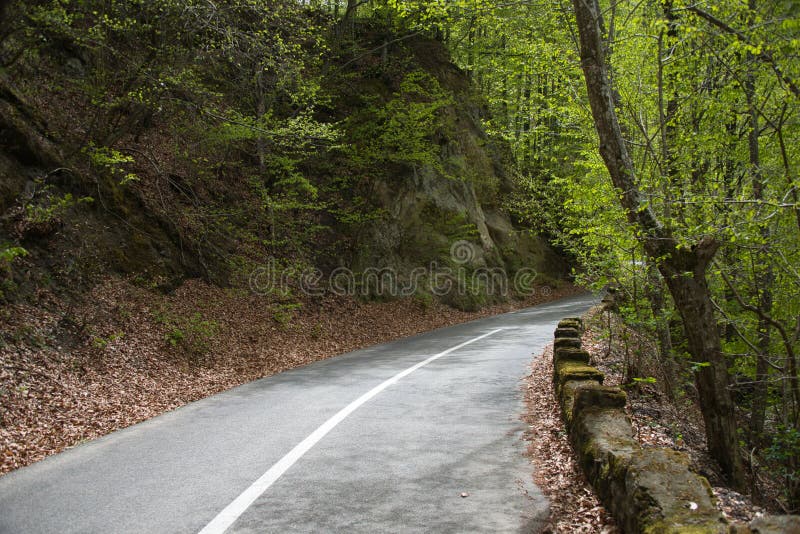 Narrow Winding Asphalt Road in the Forest with Green Trees Stock Image ...