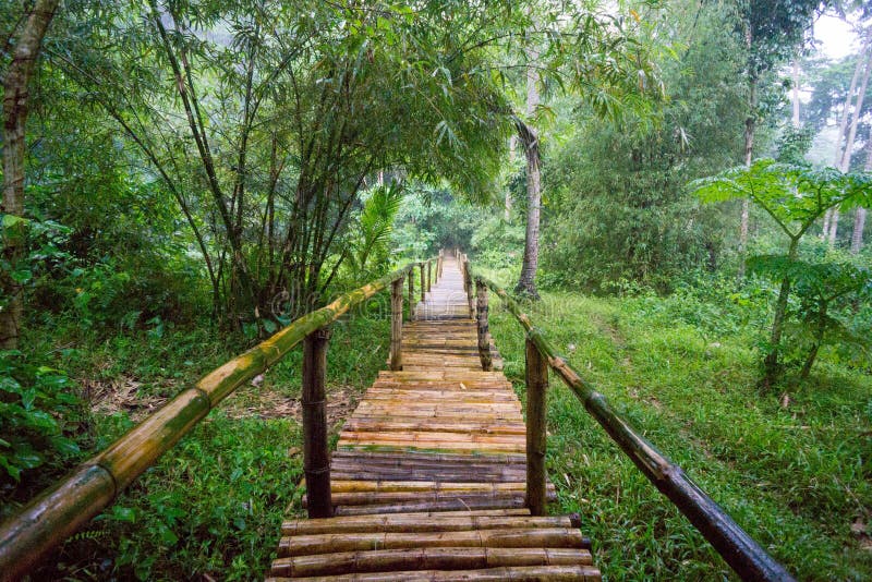 Narrow Wooden Path with Railings in a Lush Forest in the Philipines ...