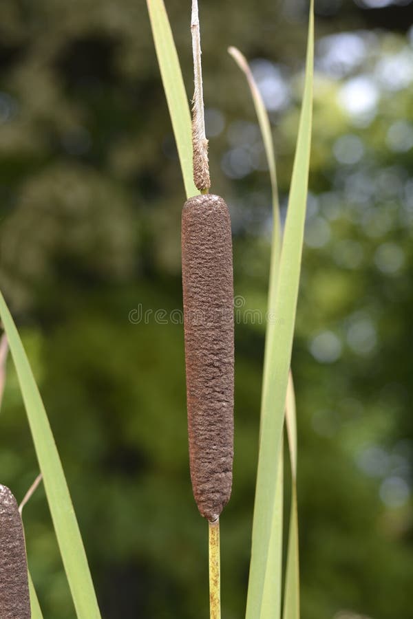 Narrowleaf cattail stock photo. Image of flower, leaf - 238393492