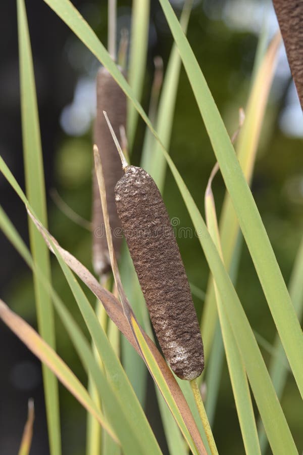 Narrowleaf cattail stock image. Image of plant, brown - 263266191