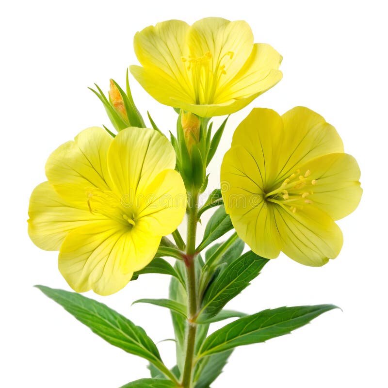 Narrowleaf Evening Primrose on White Background Stock Illustration ...