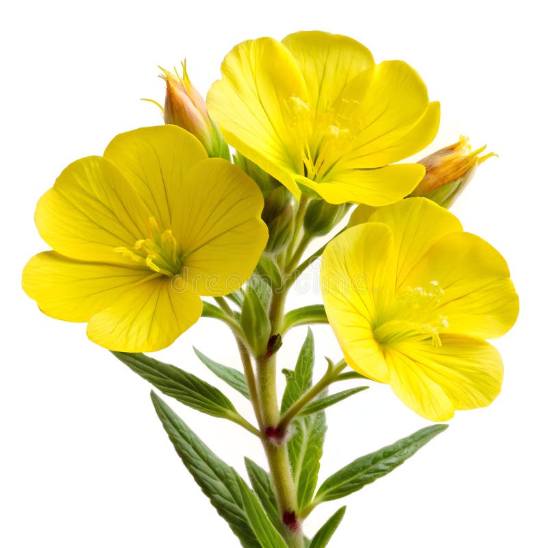 Narrowleaf Evening Primrose on White Background Stock Illustration ...