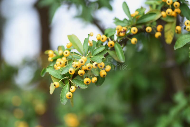 Narrowleaf Firethorn / Pyracantha Angustifolia Stock Image - Image of ...