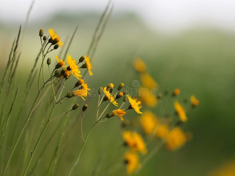 Narrowleaf hawkweed stock image. Image of hawkweed, hieracium - 25890647