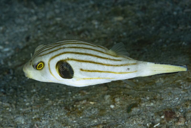 Narrowlined Puffer Arothron Manilensis Stock Image - Image of galera ...